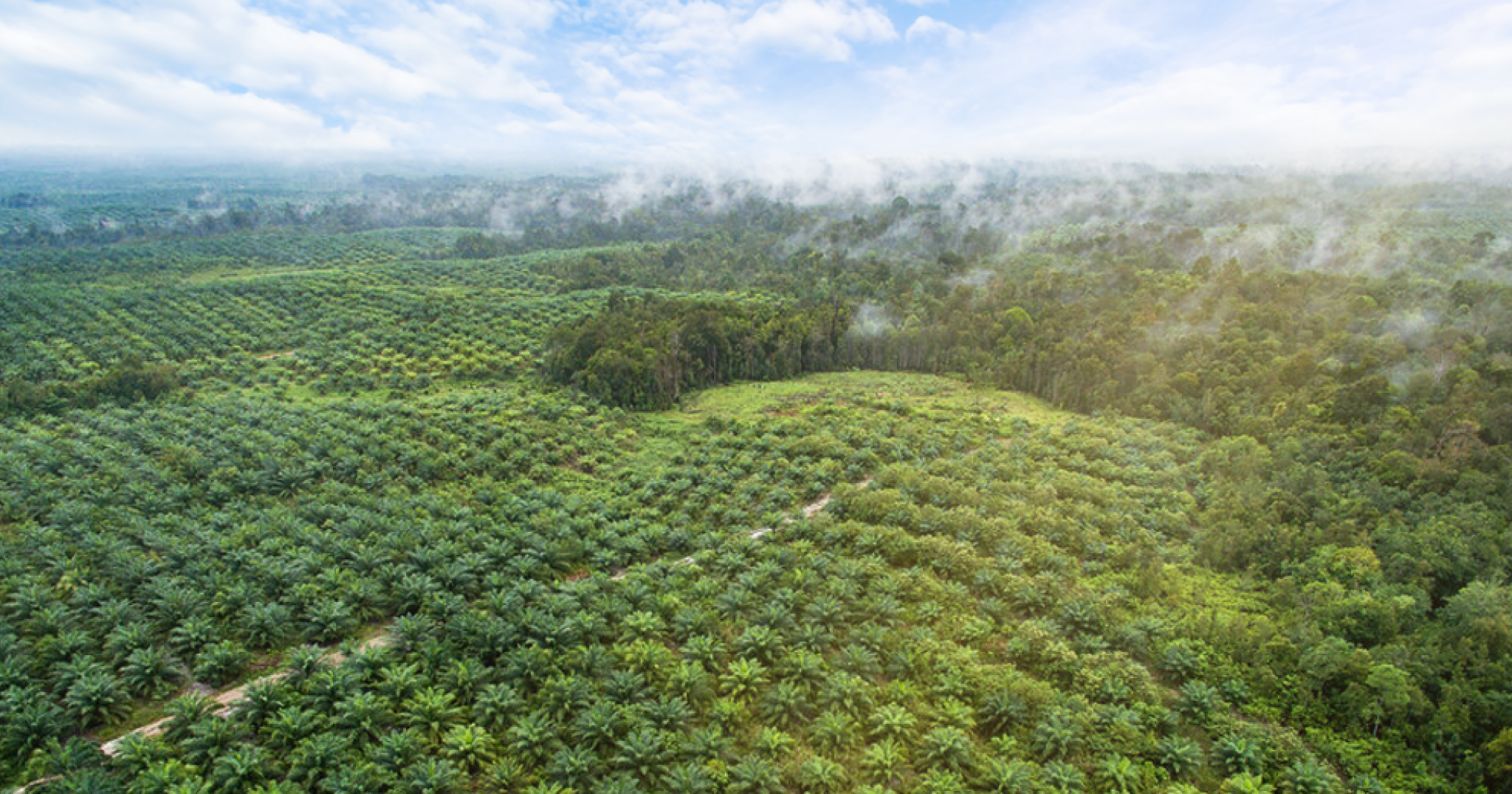 Quarto Archives - LintraMax | Quarto